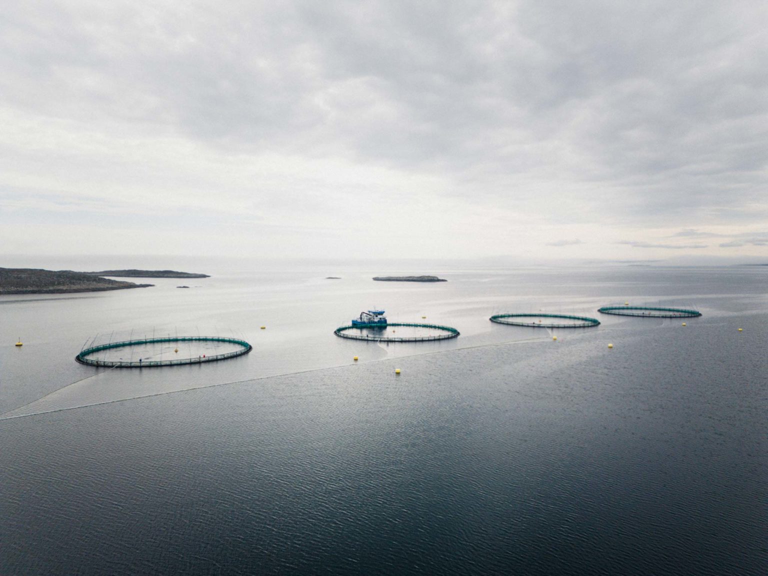 Board of Directors and Executive Management - Salmar