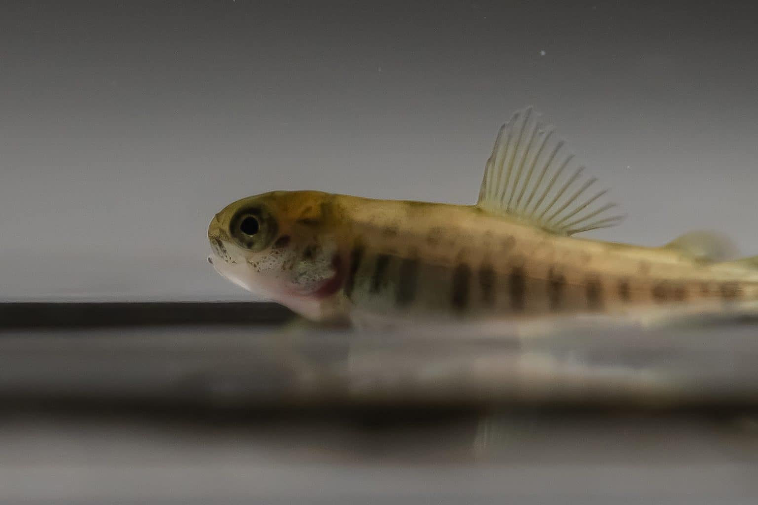 This is Salmon Farming - Salmar