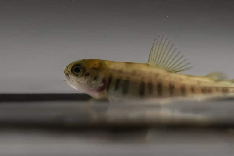 This is Salmon Farming - Salmar