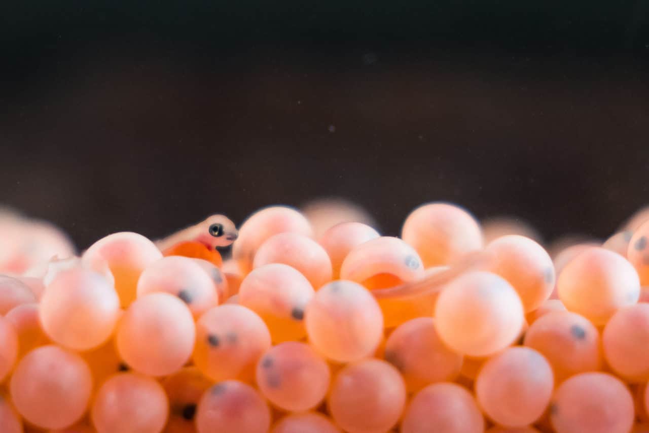 This is Salmon Farming - Salmar