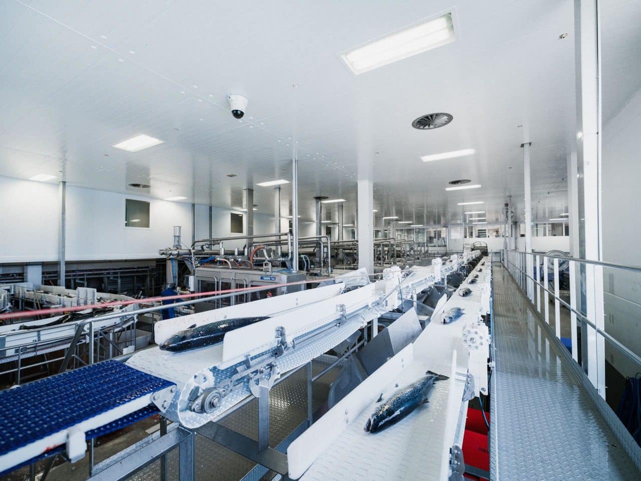 Strong team, strong results: Dive into a hands-on role with SalMar`s ...